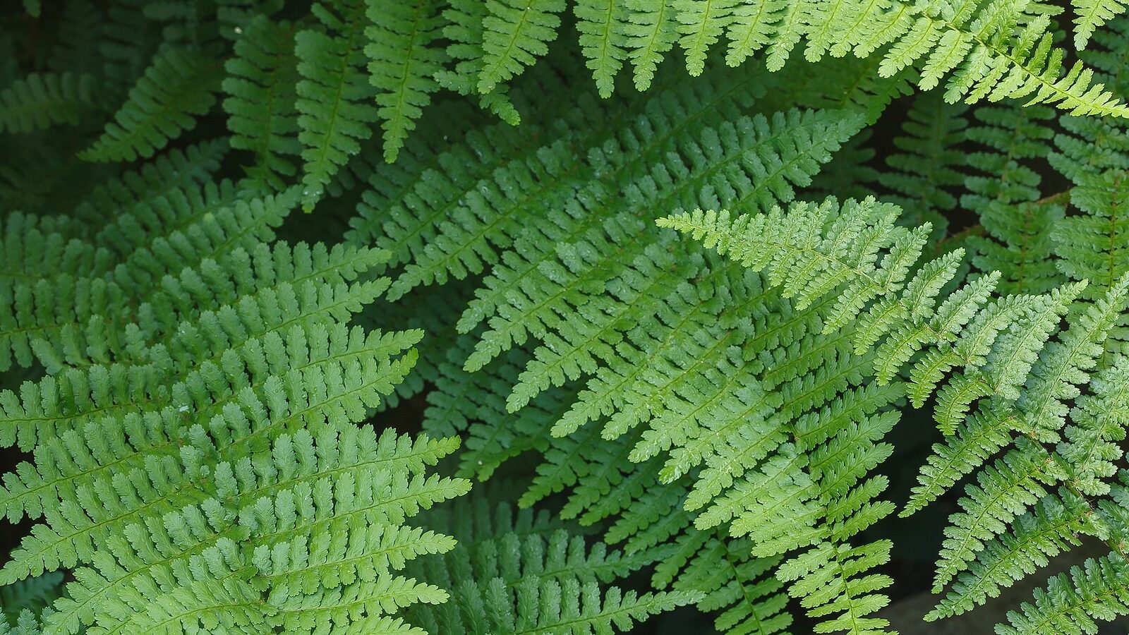 How to Grow Osmunda - Royal Fern