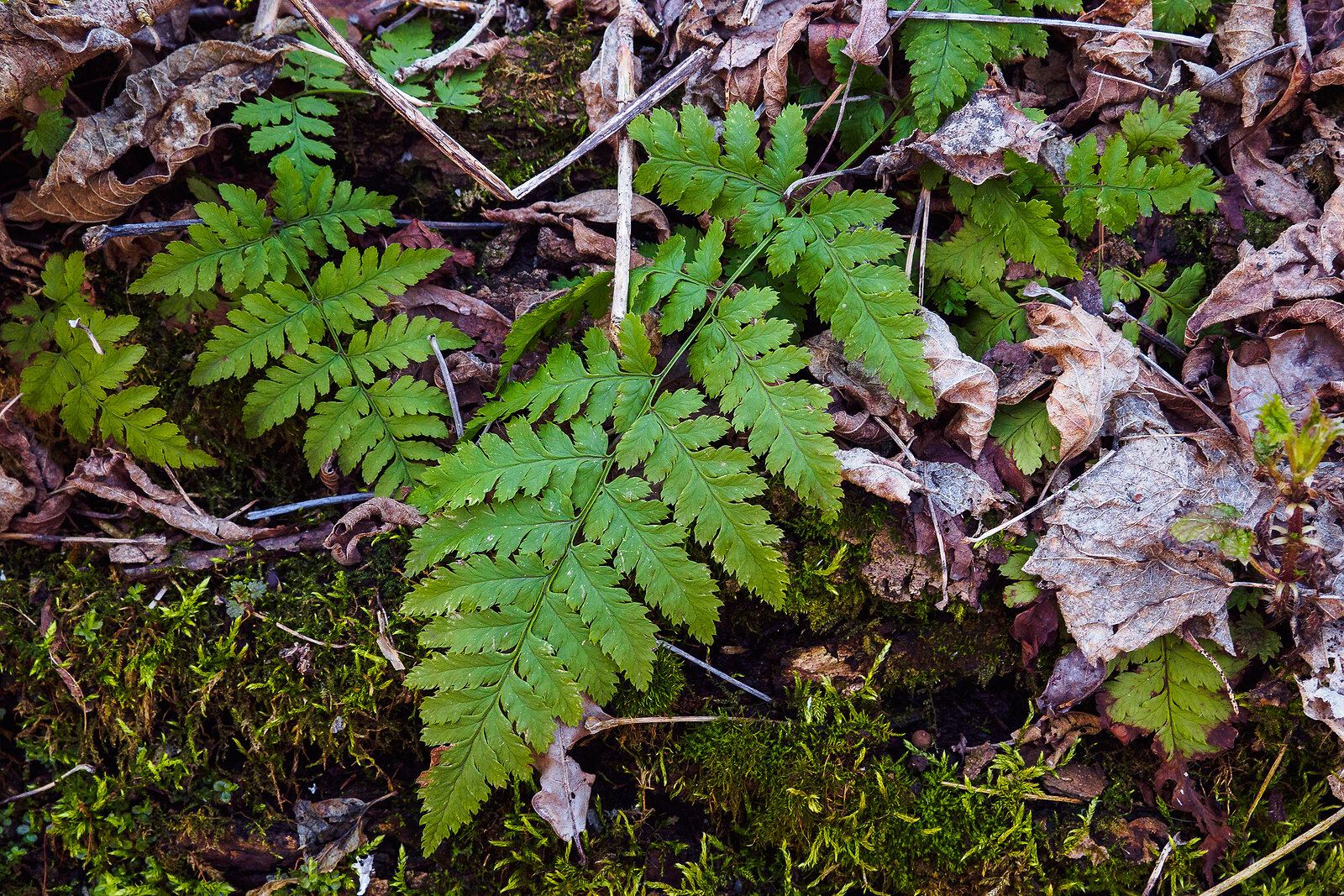 How to Grow Wood Fern - Dryopteris