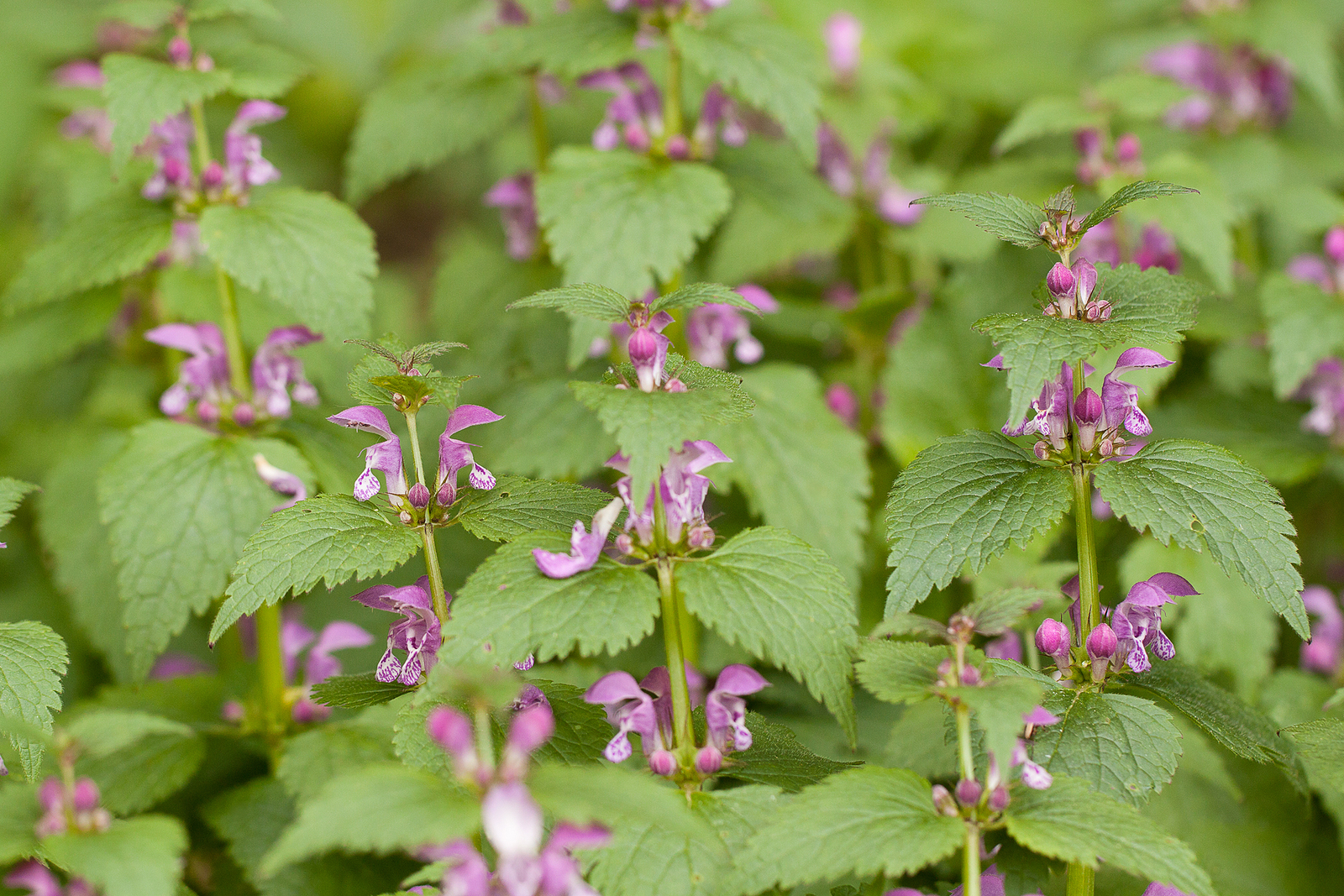 How to Grow Catmint - Nepeta