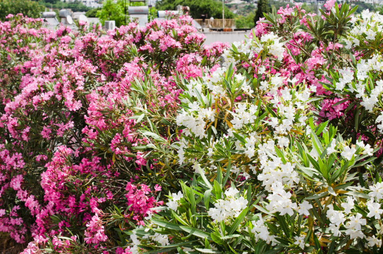 How to Grow Oleander - Nerium