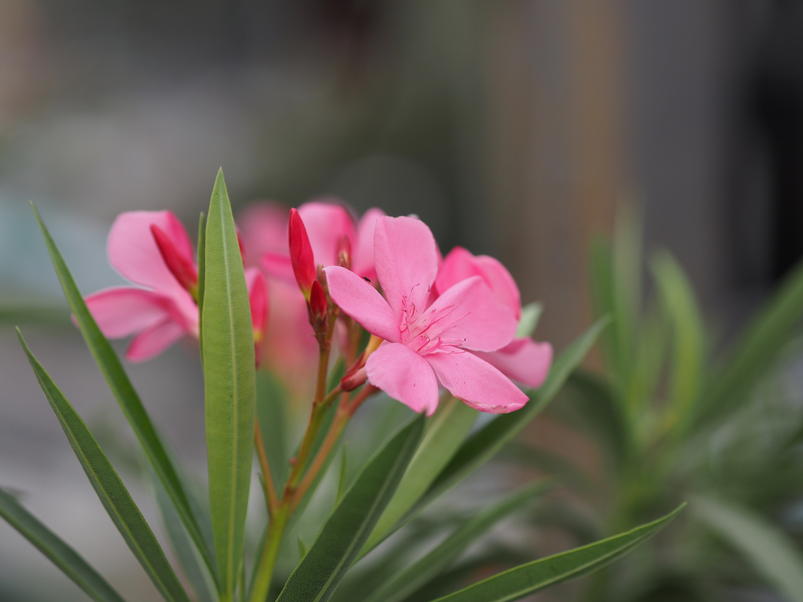 How to Grow Oleander - Nerium