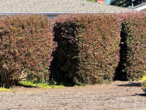 How to Grow Hopseed Bush - Dodonea