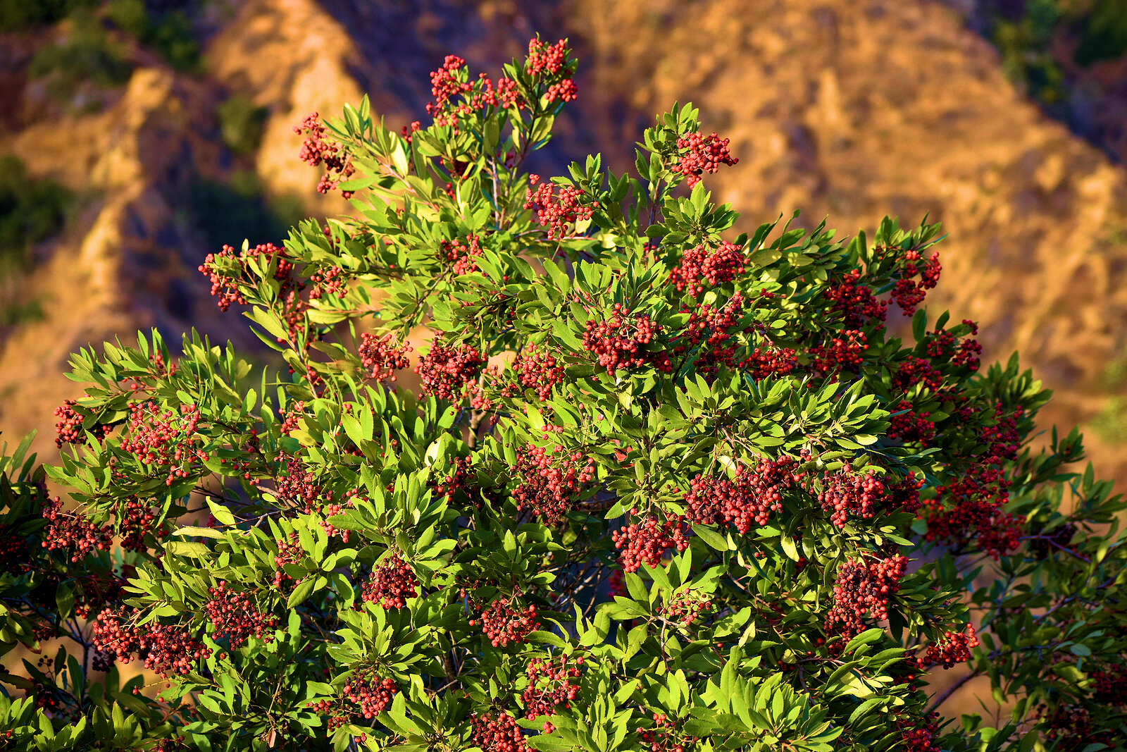 How to Grow Toyon - Heteromeles