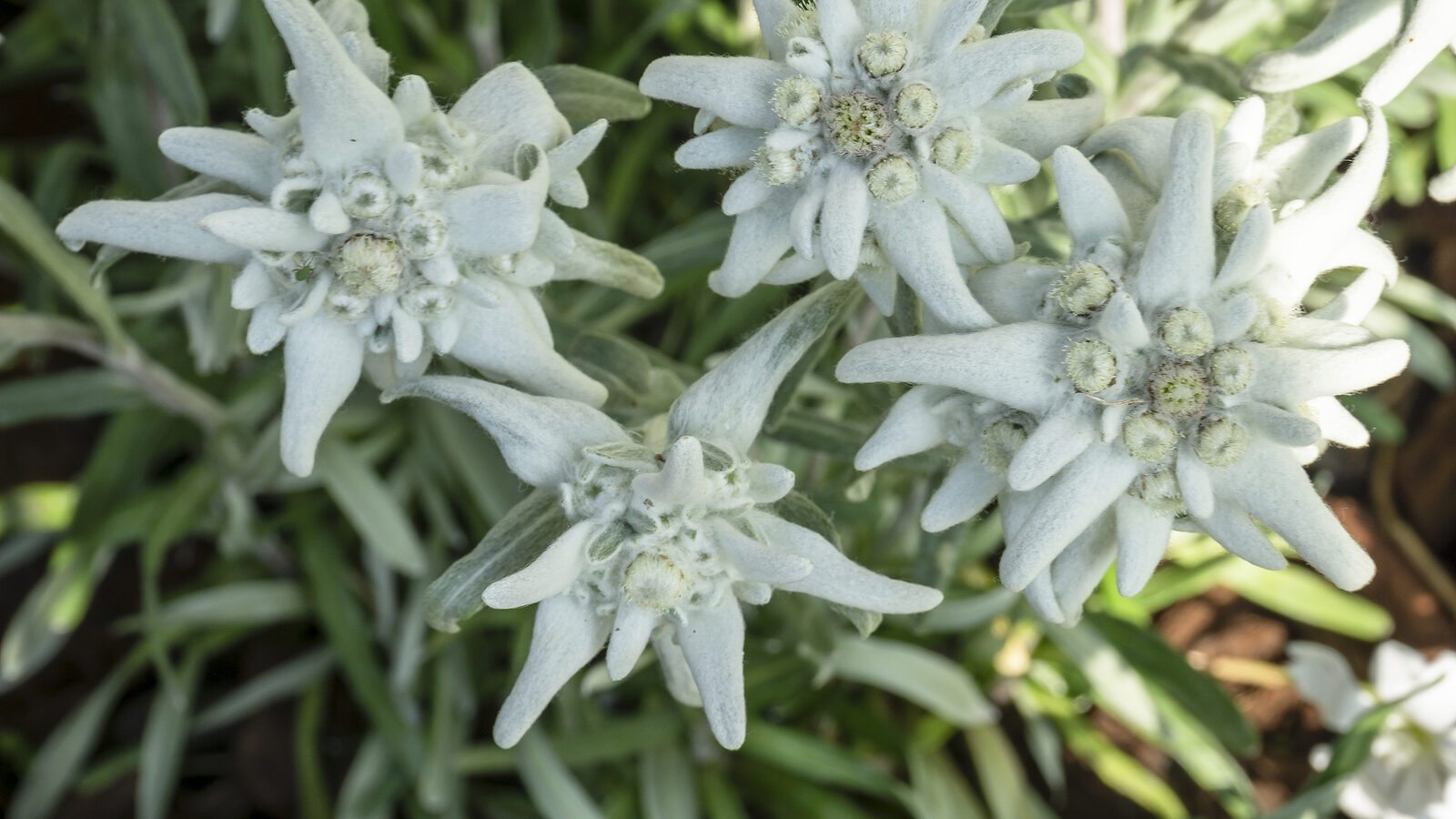 How to Grow Centaurea montana -- Perennial Cornflower