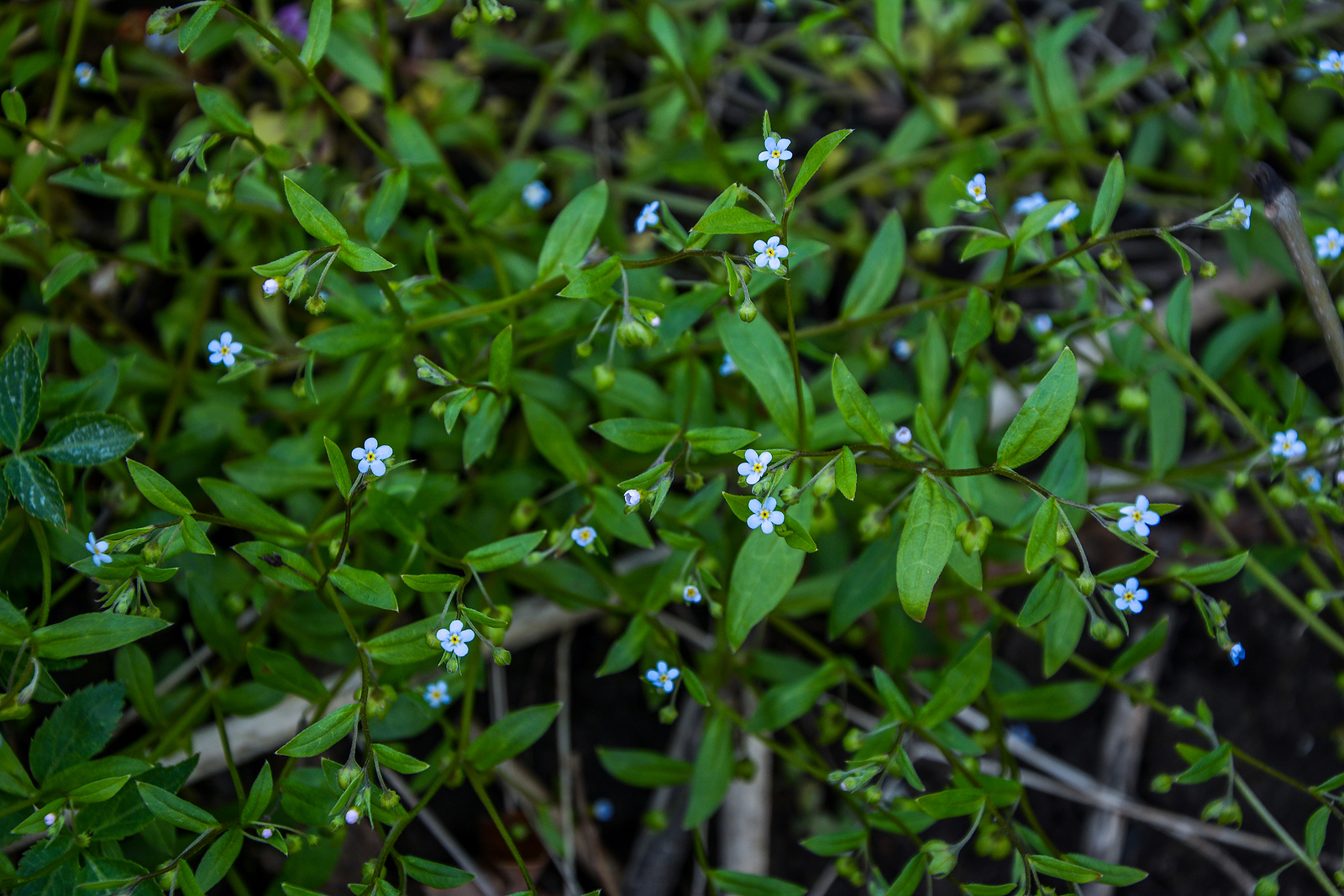 How to Grow Blue-Eyed Mary - Omphalodes - Harvest to Table