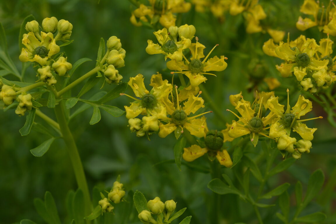 Harvest to Table Podcast - Harvest to Table