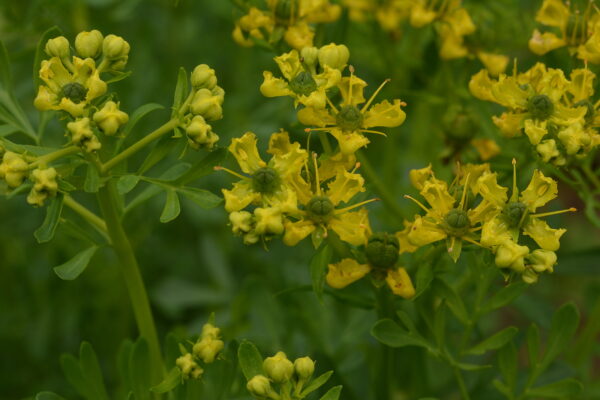 How to Grow Rue - Ruta - Harvest to Table