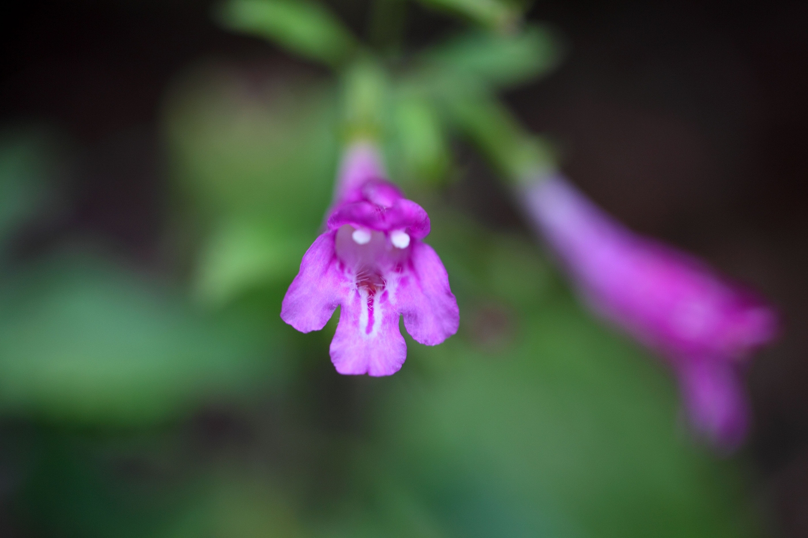 How to Grow Calamintha