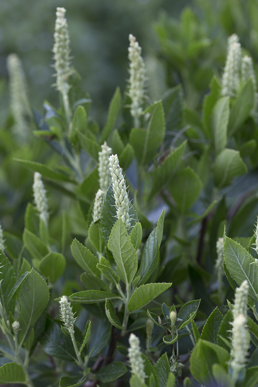How to Grow Clethera - Summersweet - Harvest to Table