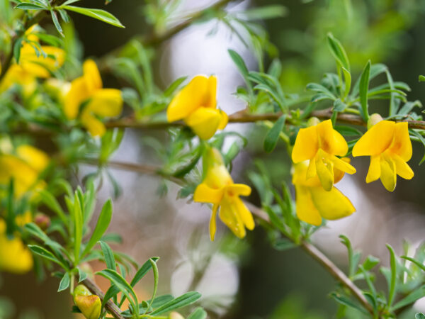 How to Grow Cytisus — Broom - Harvest to Table