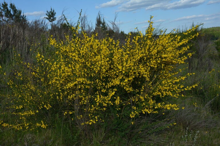 How to Grow Cytisus — Broom - Harvest to Table