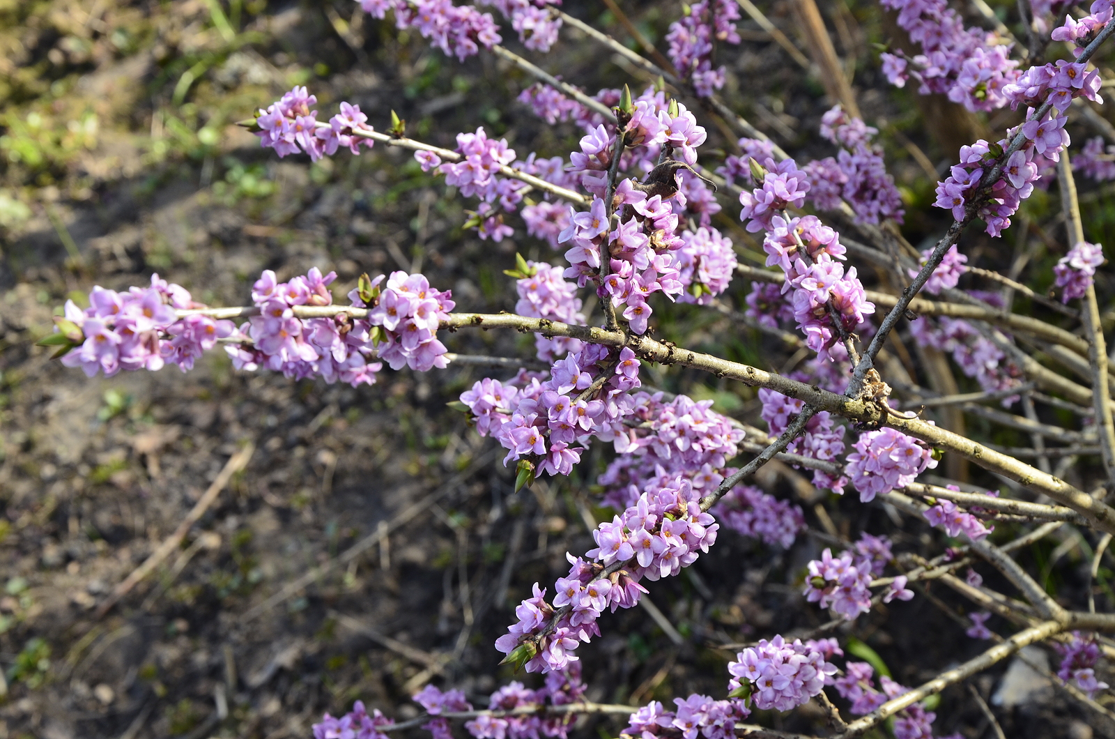 How to Grow and Care for Daphne - Harvest to Table