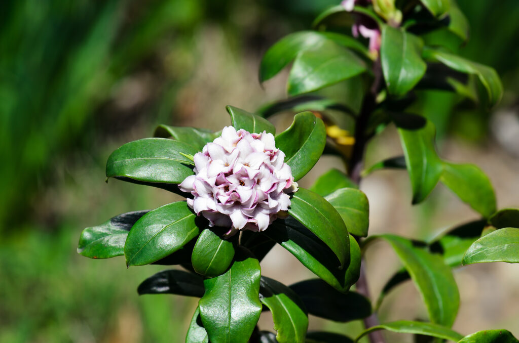 How to Grow and Care for Daphne - Harvest to Table