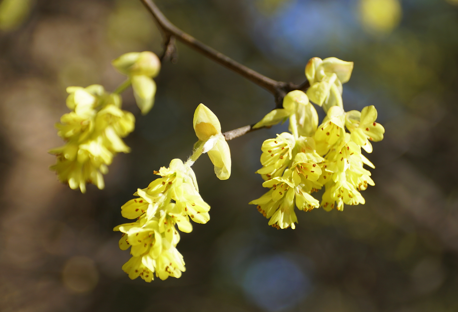 How to Grow Hamamelis - Witch Hazel - Harvest to Table