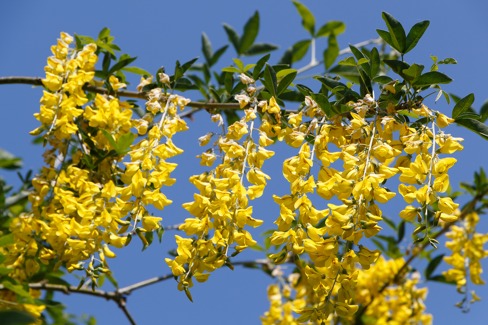 How to Grow Laburnum - Golden Chain Tree - Harvest to Table