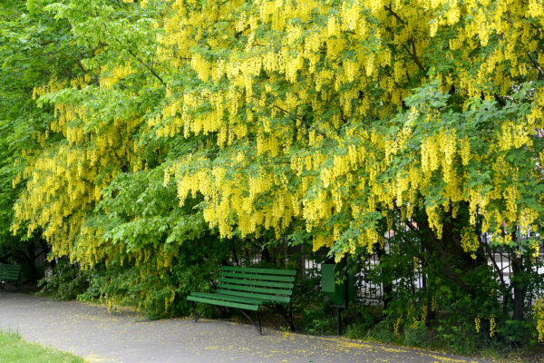 How to Grow Laburnum - Golden Chain Tree - Harvest to Table