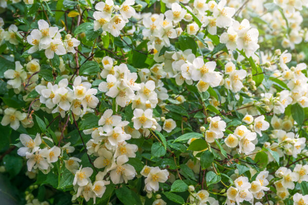 How to Grow Philadelphus - Mock Orange - Harvest to Table