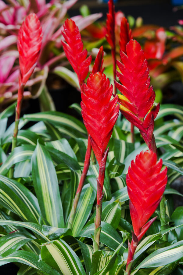 How to Grow Vriesea - Harvest to Table