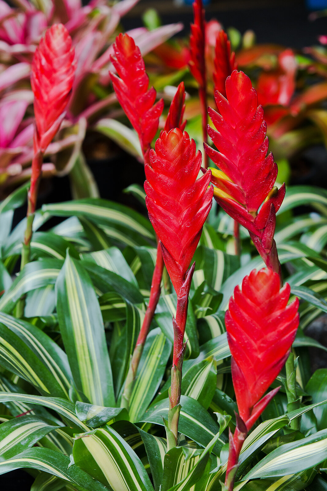 How to Grow Vriesea - Flaming Sword