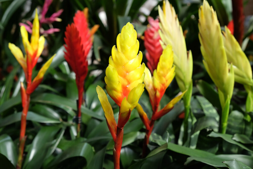 How to Grow Vriesea - Harvest to Table