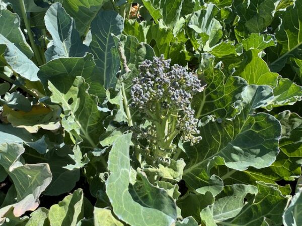 How to Plant and Grow Broccolini - Harvest to Table
