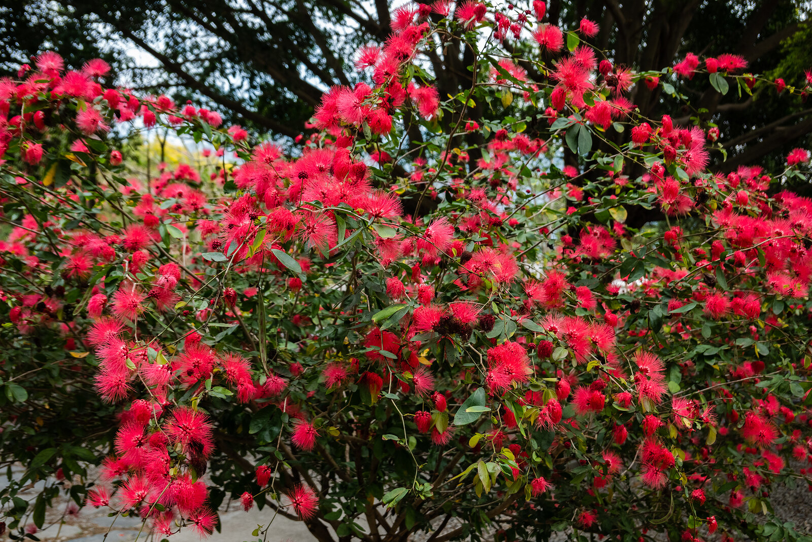 How to Grow Calliandra - Powder Puff - Harvest to Table