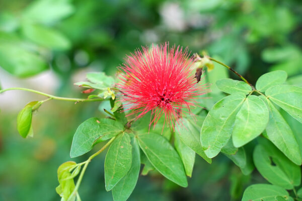 How to Grow Calliandra - Powder Puff - Harvest to Table
