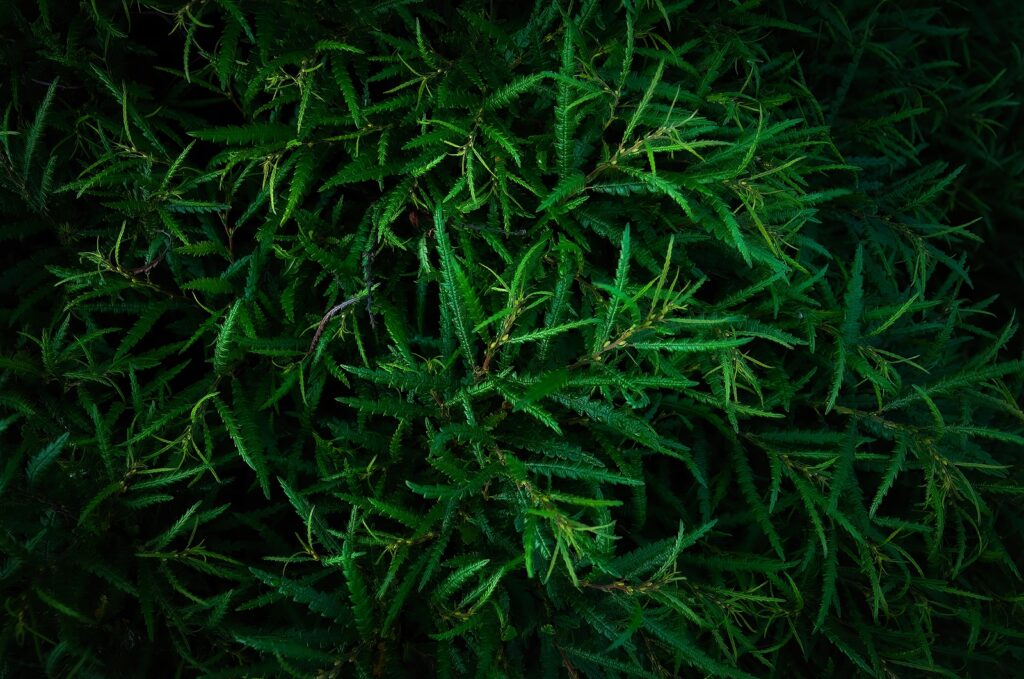 How to Grow Comptonia - Sweet Fern - Harvest to Table