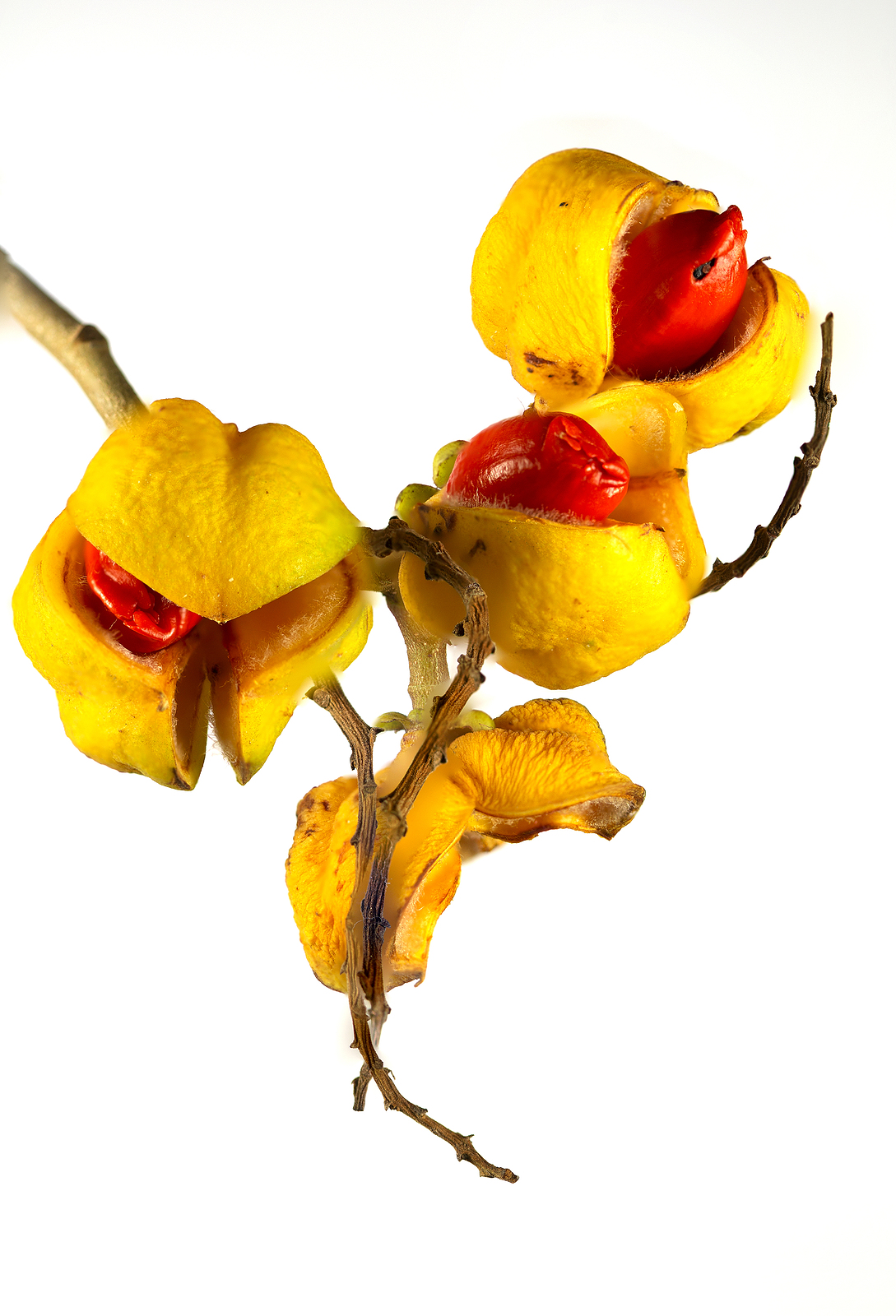 How to Grow Cupaniopsis - Tuckeroo - Harvest to Table