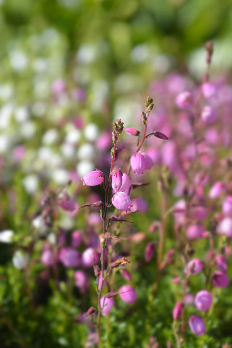 How to Grow Daboecia - Irish Heath - Harvest to Table