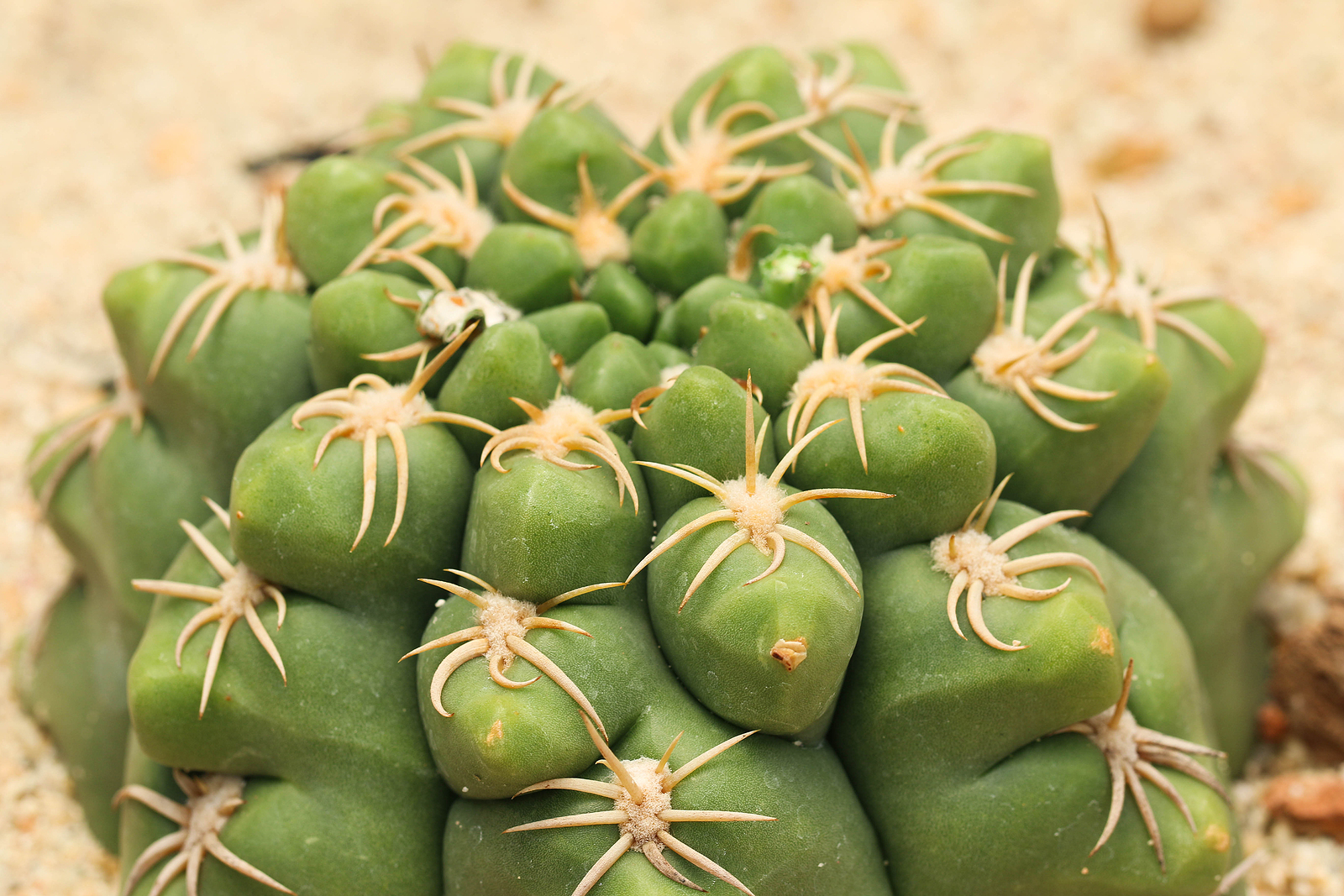 10 Cacti to Grow Indoors - Harvest to Table