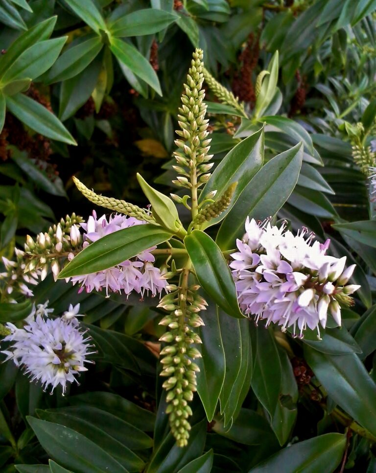 How to Grow and Care for Hebe
