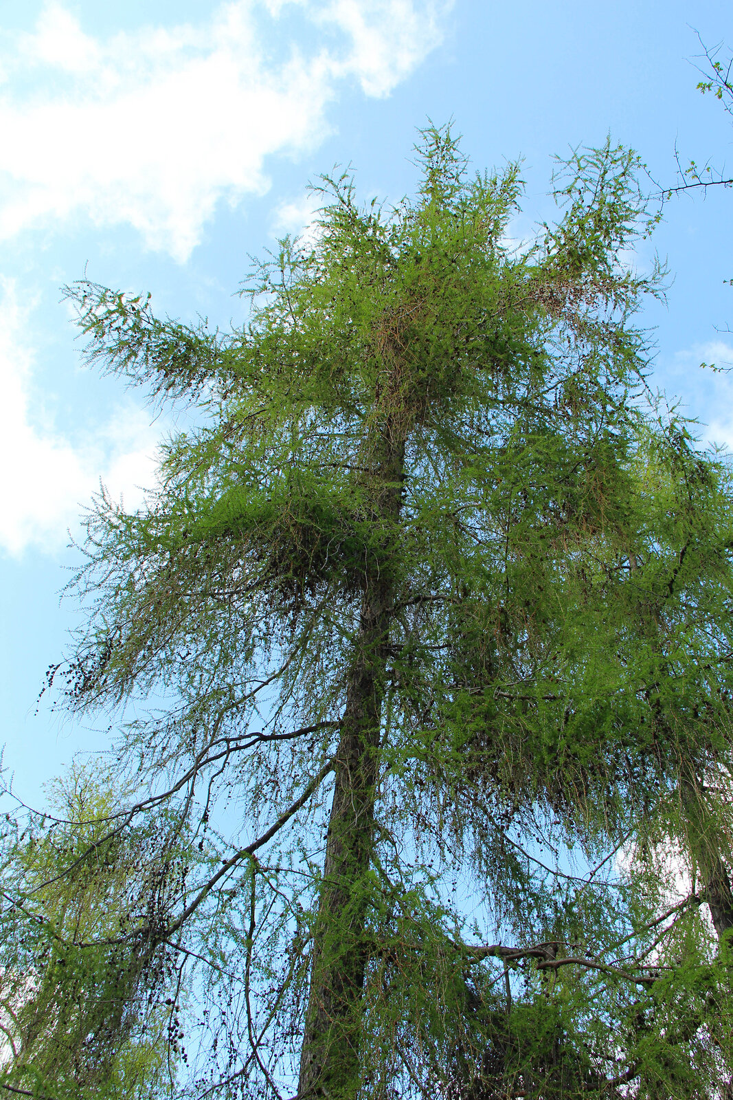 How to Grow Larix - Larch - Harvest to Table