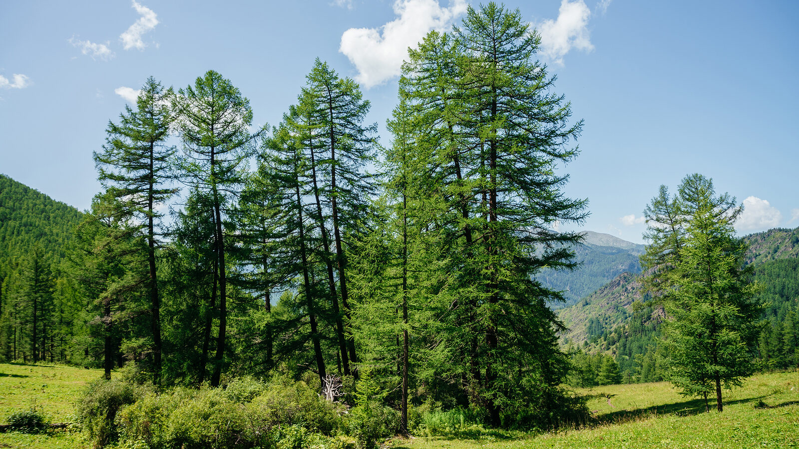 How to Grow Leptospermum - Tea Tree