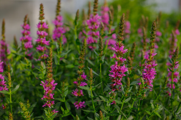 How to Grow Lythrum - Loosestrife - Harvest to Table
