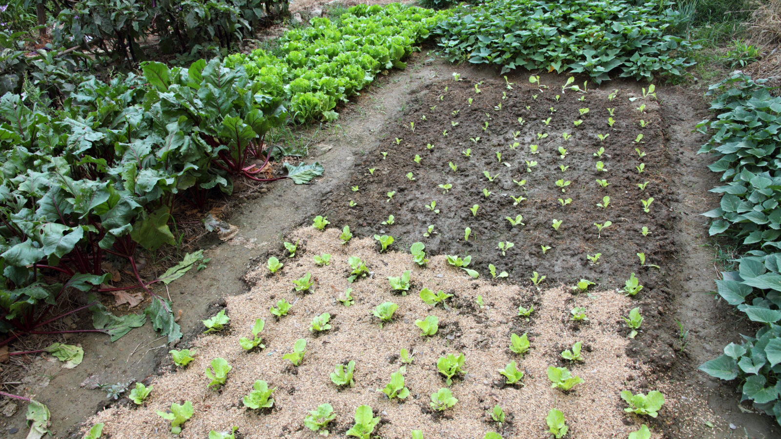 Intensive Planting in the Vegetable Garden -- Harvest to Table