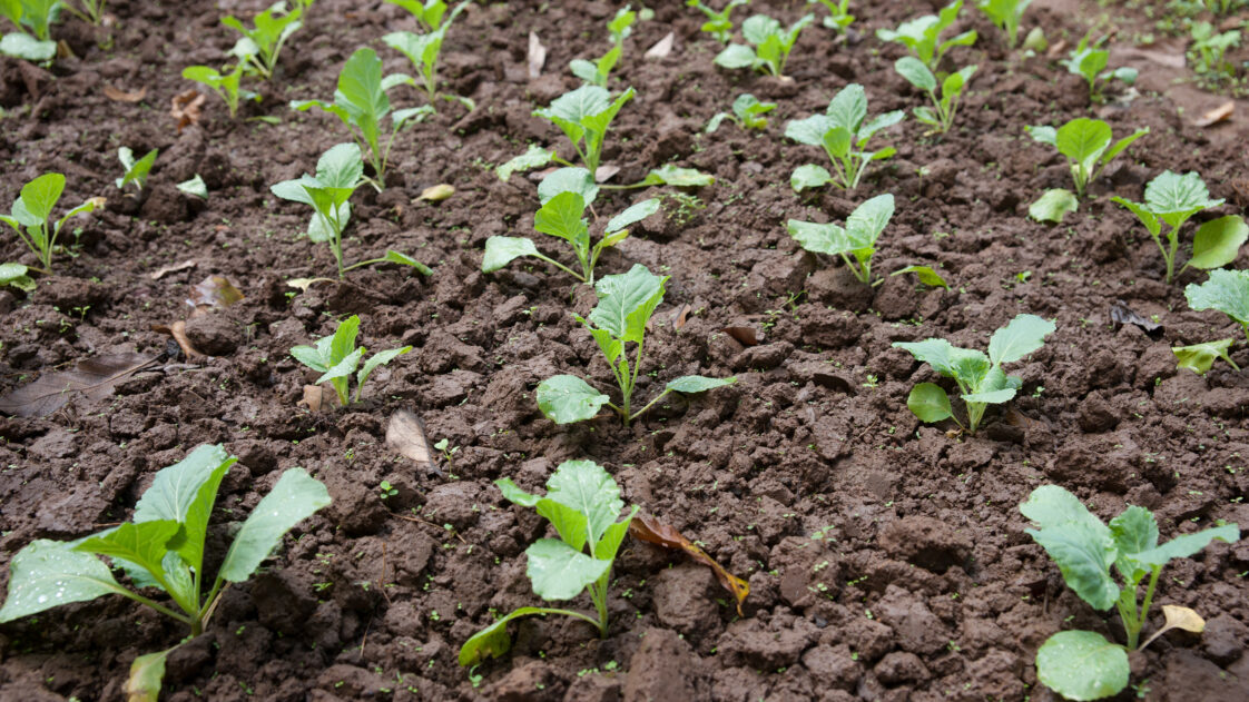 Growing Season for Vegetables: From Planting to Harvest