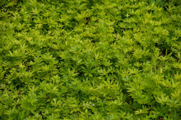 How to Grow Asperula - Harvest to Table