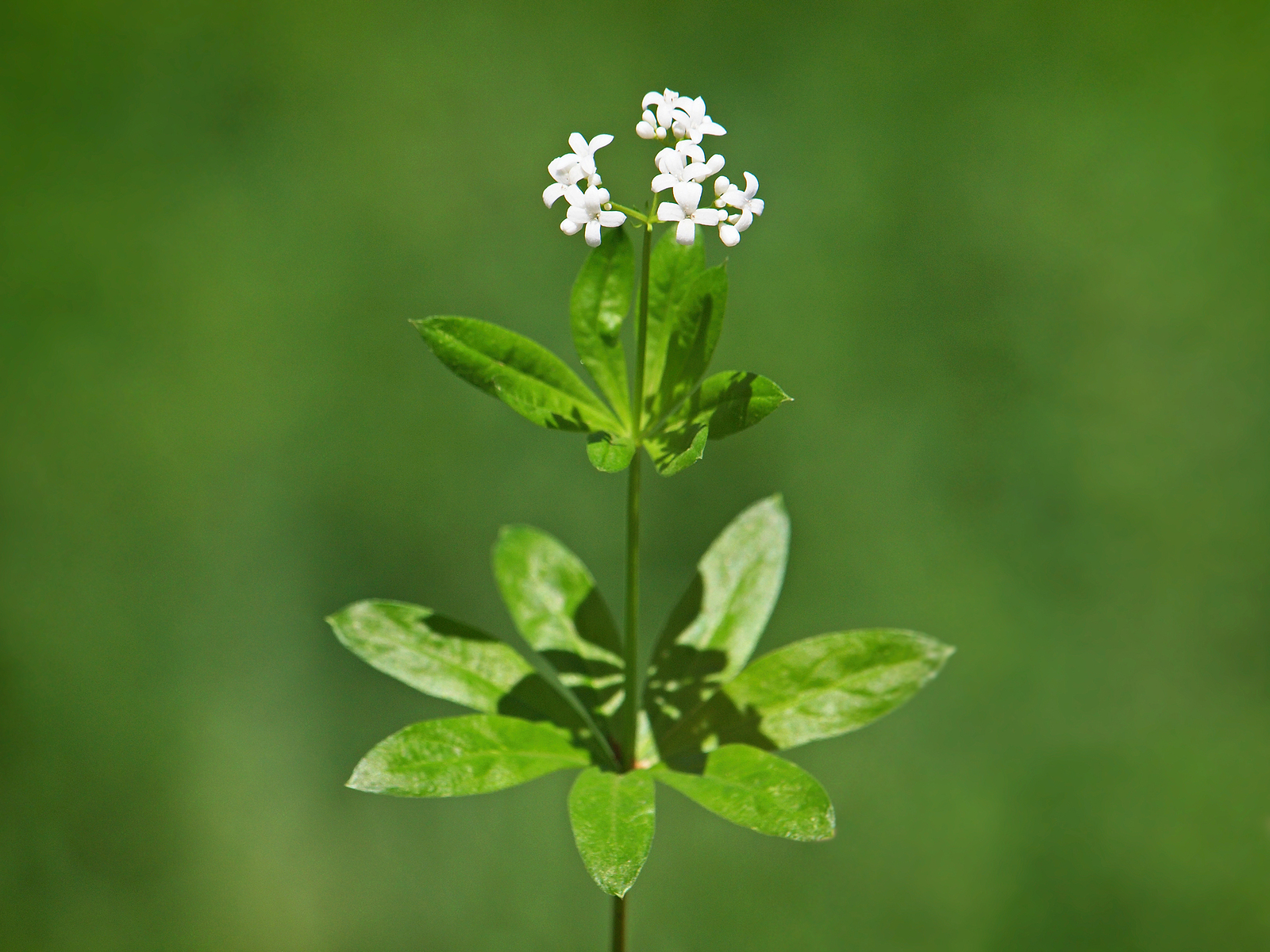 How to Grow Asperula - Harvest to Table