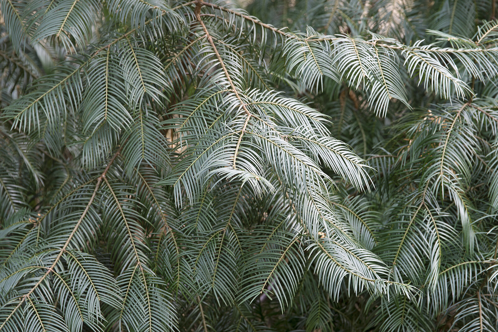 How to Grow Cephalotaxus - Plum Yew