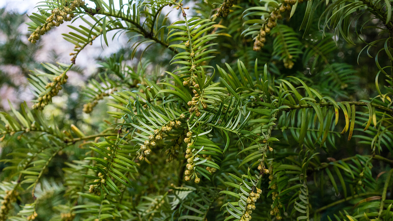 How to Grow Leptospermum - Tea Tree