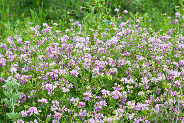 How to Grow Coronilla - Crown Vetch