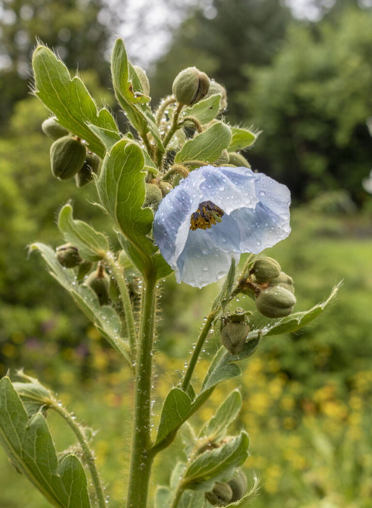 How to Grow Meconopsis - Himalayan Blue Poppy