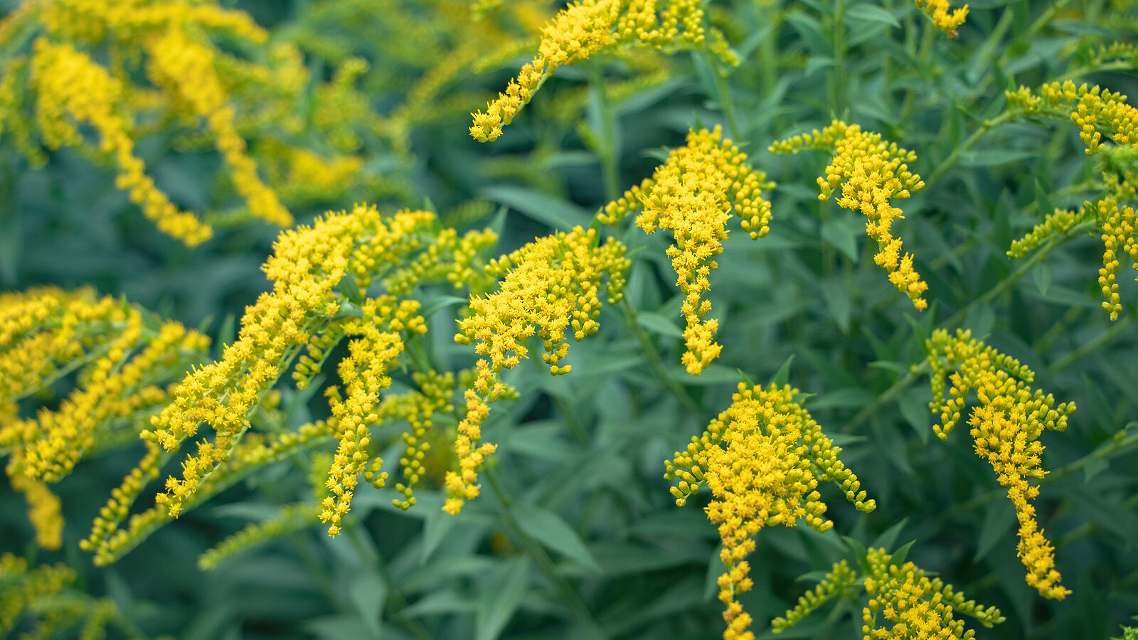 May Flower Garden Tips Zone-by-Zone