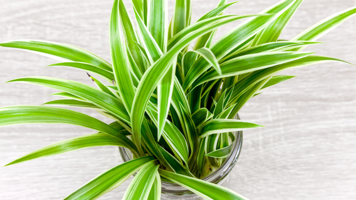 How to Grow Columnea - Goldfish Plant