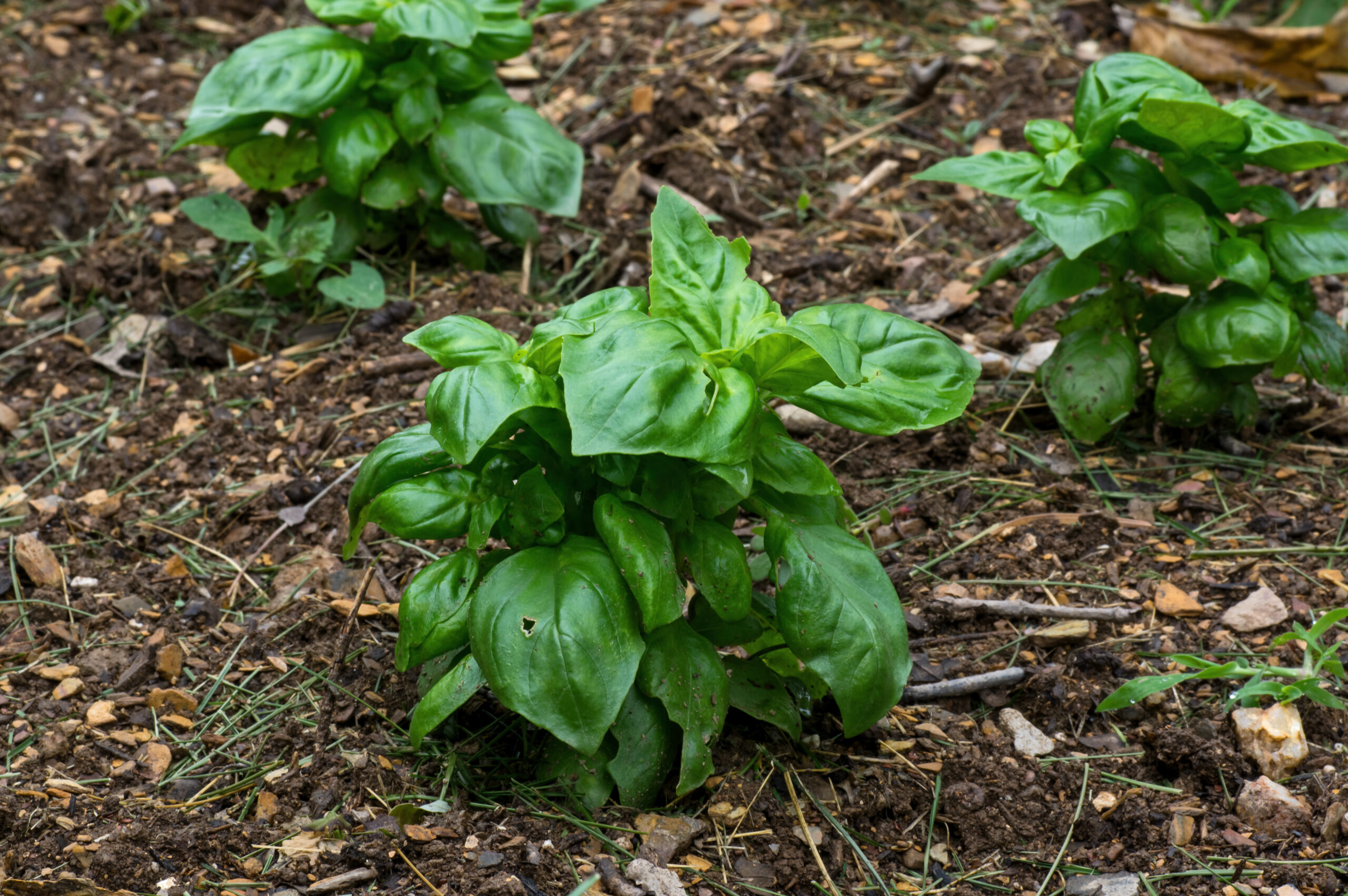 Basil Growing and Harvesting: Expert Tips and Techniques