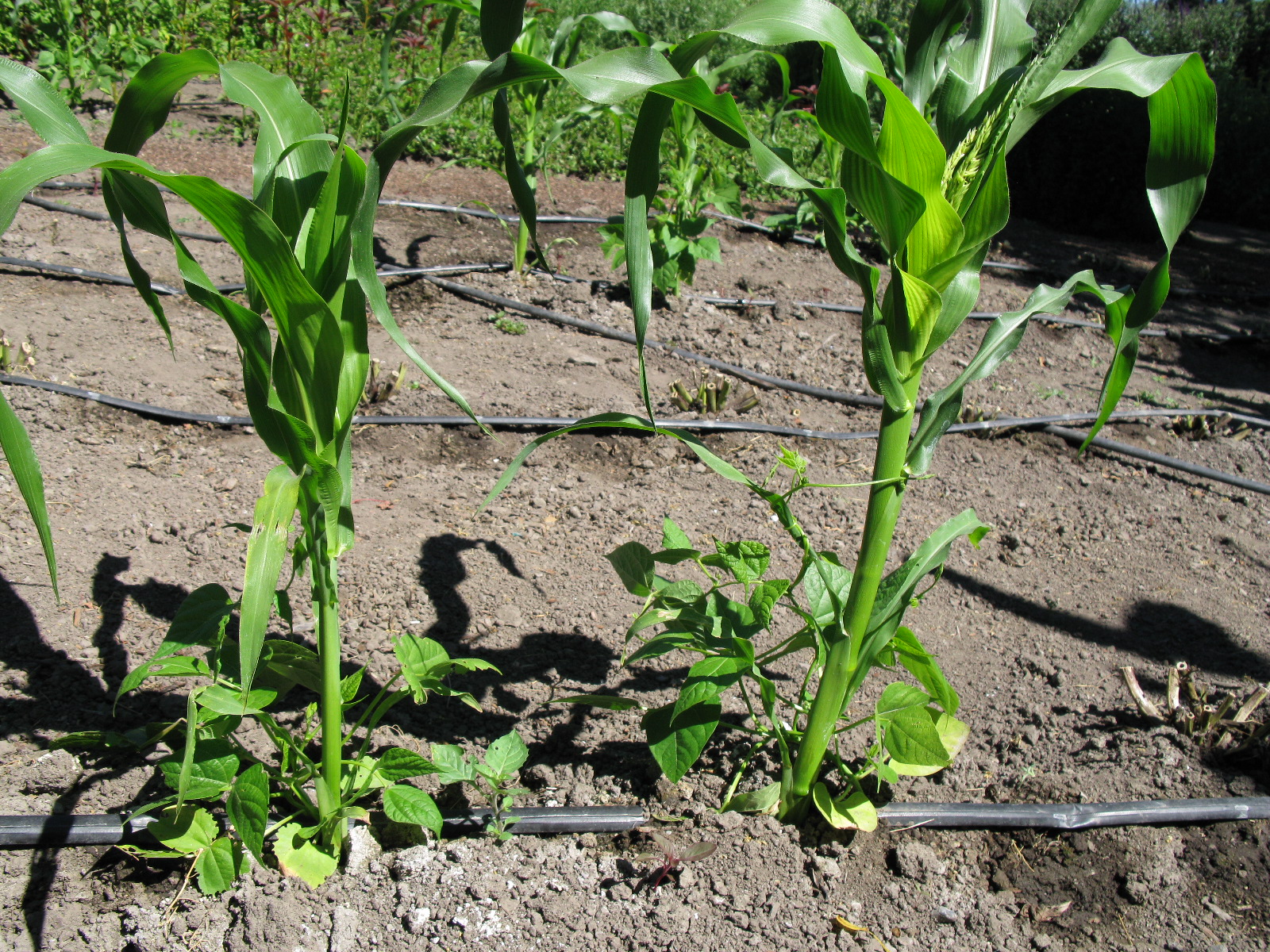The Best Companion Plants for Sweet Corn (And What to Avoid)