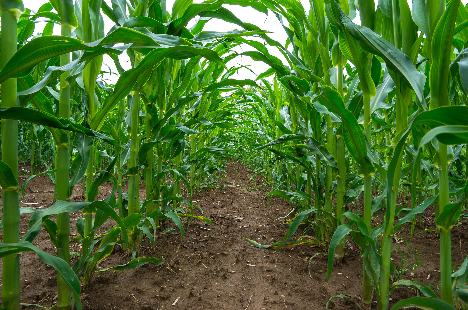 How to Water and Fertilize Sweet Corn for Maximum Yield