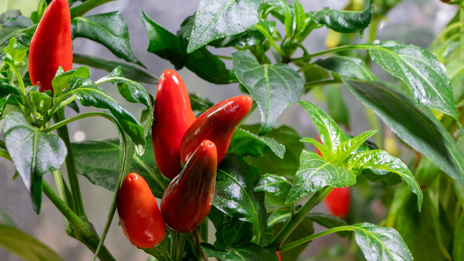 7 Tips for Grow Peppers in Pots -- Harvest to Table