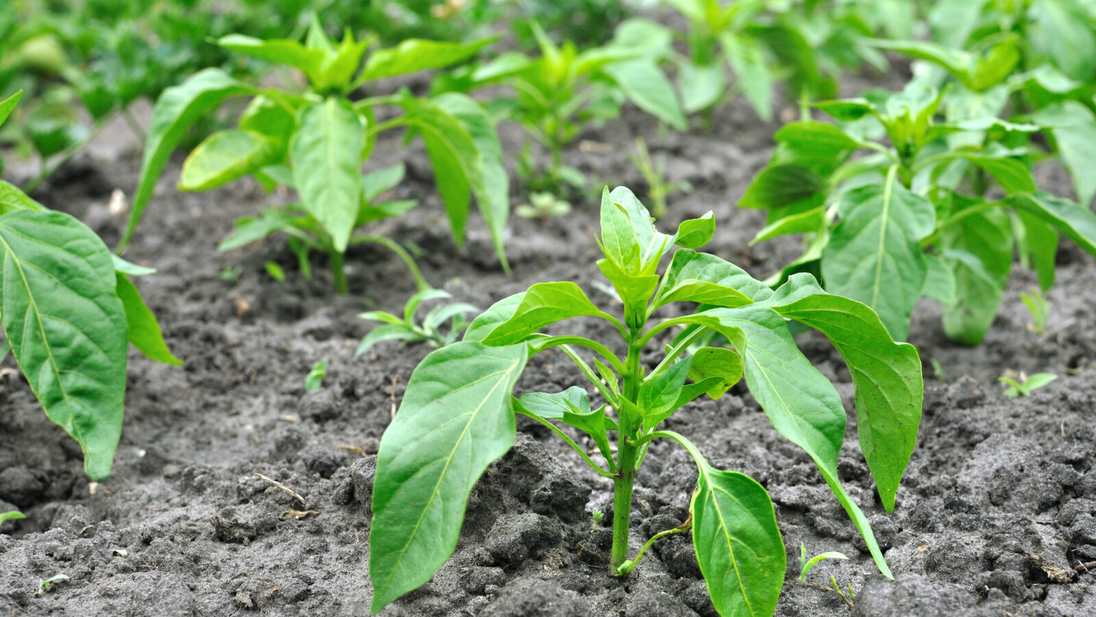 How to Grow Cimicifuga - Bugbane